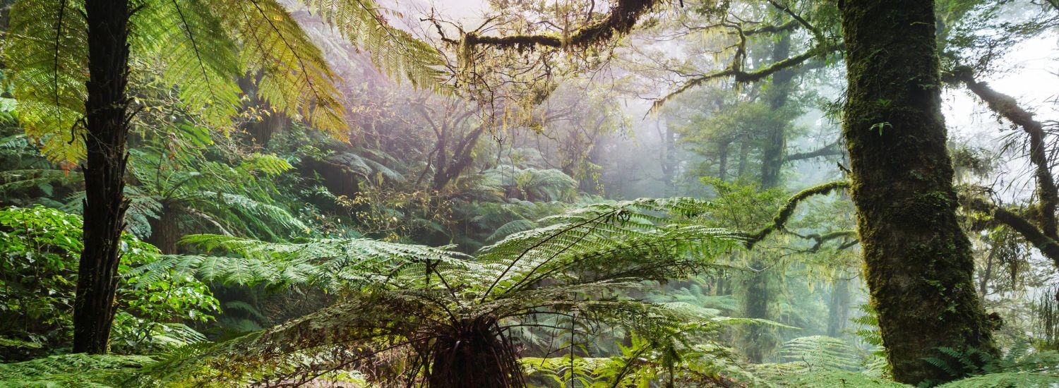 Holt Forest
