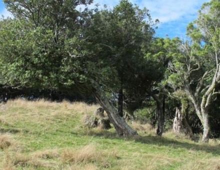 Mohi Bush Scenic Reserve